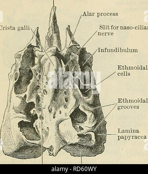 . Cunningham's Text-book de l'anatomie. L'anatomie. 142 l'ostéologie ...