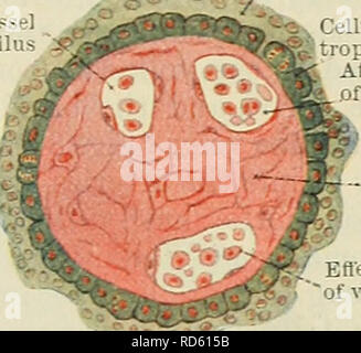 . Cunningham's Text-book de l'anatomie. L'anatomie. De trophoblaste le ...