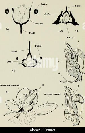 . Le complexe de l'éjaculation dans l'eau (acariens Acari:parasitengona ...