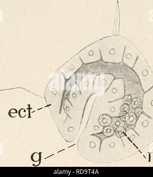 . Einführung in die Biologie . '-Mes Fig. 181. Des Furchung Wurmeis ...