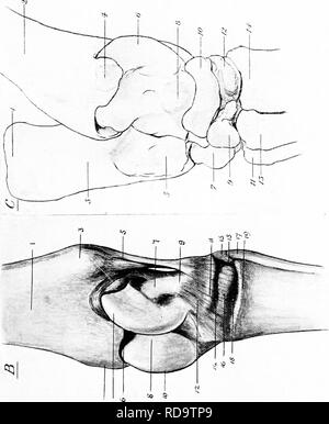 . L'Anatomie chirurgicale du cheval ... Les chevaux. VL-dissection ...