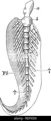 . Éléments de l'anatomie comparée des vertébrés. Anatomie, comparatif ...
