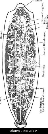 . Texte élémentaire-livre de zoologie. HIRUDO. 193 Fig. 120.-section transversale à travers la ...