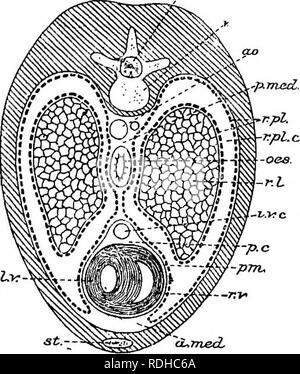 . Un manuel de zoologie élémentaire . Zoologie. Fig. 48.-exemples de ...