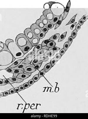 . Text-book de l'embryologie. L'embryologie. Origine des cellules de l ...