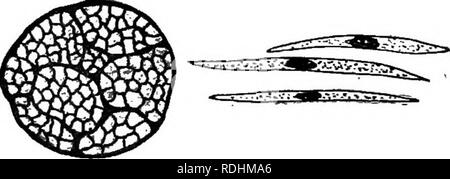 Coupe transversale d'ascaris Photo Stock - Alamy