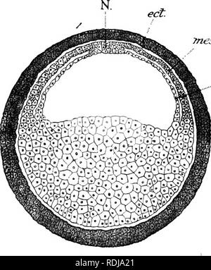 . Text-book de l'embryologie. L'embryologie. Origine des cellules de l ...