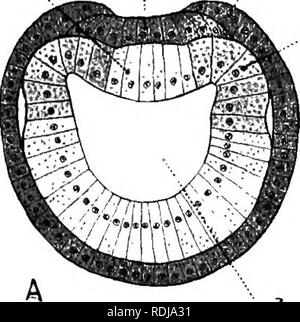 . Text-book de l'embryologie. L'embryologie. Origine des cellules de l ...