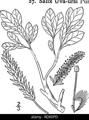 Le saule de la berge (Salix uva-ursi) ancienne habitude naine, pousse ...