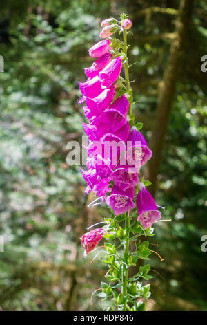 Digitalis purpurea, foxglove, une plante introduite en floraison et en ...