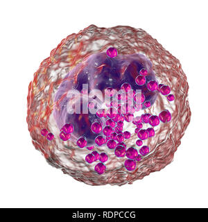 Globules blancs basophiles, illustration de l'ordinateur. Les ...