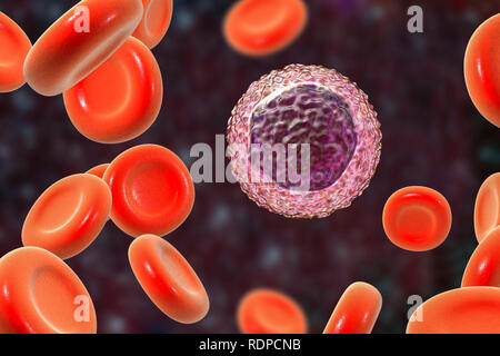 Les cellules de sang blanches des lymphocytes dans un frottis sanguin ...