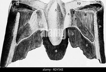 . L'anatomie de l'animal domestique. Anatomie vétérinaire. Le CORIUM DU ...