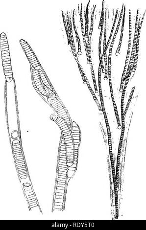 . Une introduction à l'étude de l'algue. Les algues. Fig. 45.-a ...