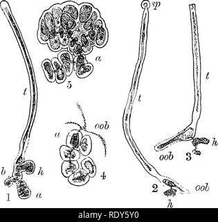 . Une introduction à l'étude de l'algue. Les algues. Fig. 45.-a ...