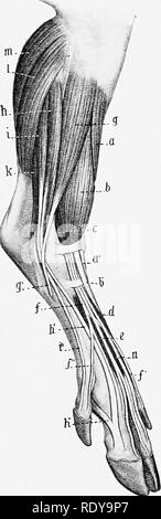 . L'anatomie de l'animal domestique. Anatomie vétérinaire. 366 LES ...