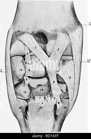 . L'anatomie de l'animal domestique. Anatomie vétérinaire. 234 LES ...