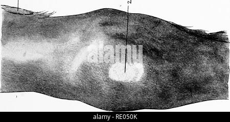 . L'Anatomie chirurgicale du cheval ... Les chevaux. VL-dissection ...