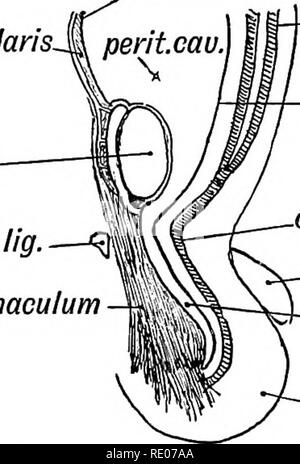 . Les droits de l'embryologie et de morphologie. L'embryologie, l'homme ...