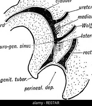. Les droits de l'embryologie et de morphologie. L'embryologie, l'homme ...