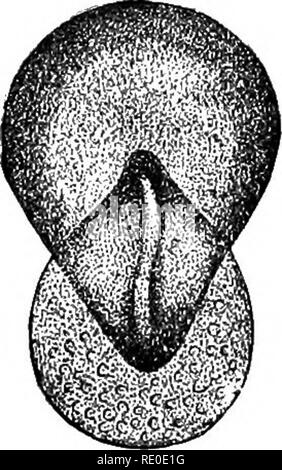 . Text-book de l'embryologie. L'embryologie. Origine des cellules de l ...