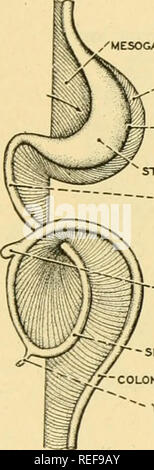 . L'anatomie comparée. Anatomie, comparatif. MESOGASTER , grand omentum ...