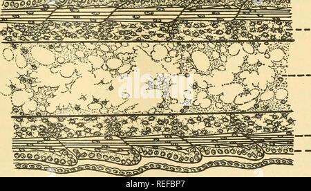 . L'anatomie comparée. Anatomie, comparatif. Fig. 154.-diagrammes ...