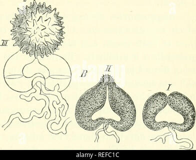 . La morphologie comparée des champignons. Les champignons. 74 LA ...