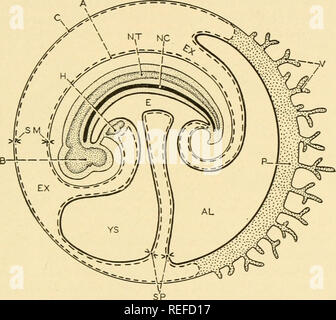 . L'anatomie comparée. Anatomie, comparatif. LOI DE REPRODUCTION vers ...