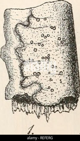 . Le Dr L. Euler's Kryptogamen-Flora von Deutschland, Österreich und ...