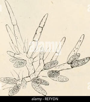 . Le Dr L. Euler's Kryptogamen-Flora von Deutschland, Österreich und ...