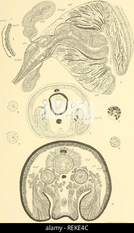 . Enchytraeidae de la côte ouest de l'Amérique du Nord. Enchytraeidae ...