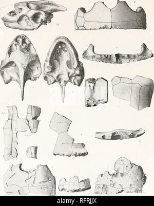 . Carnegie Institution of Washington publication. 254 Les spectres d ...