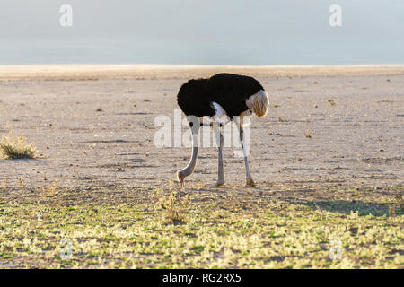 Peur de la tête dans le sable l'autruche enterrer sous le signe de ...