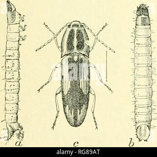 La larve du coléoptère de la famille des coléoptères de la rove ...