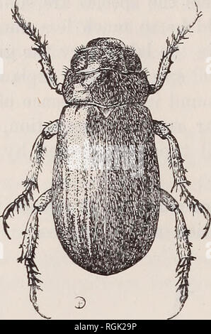 Adoretus versutus rose ponderosa Photo Stock - Alamy