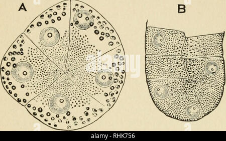. La biologie de la grenouille. Les grenouilles. Le SYSTÈME DIGESTIF ET ...