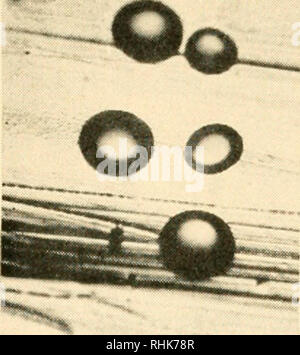 . La biologie du pneumocoque ; les armes bactériologiques, biochimiques ...