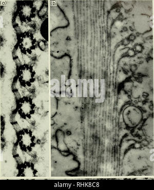 . La biologie des cils et flagelles. Cils et flagelles ; mouvement ...