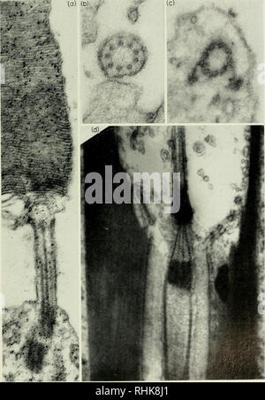 . La biologie des cils et flagelles. Cils et flagelles ; mouvement ...