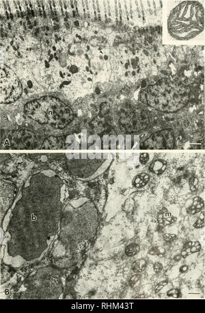 Une micrographie électronique à transmission d'une section de l ...
