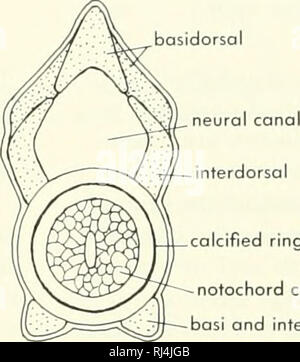 . La morphologie des chordés. La morphologie (animaux) ; Chordés ...