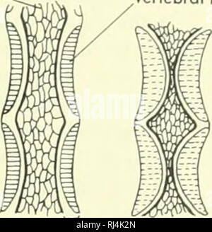. La morphologie des chordés. La morphologie (animaux) ; centrum ...
