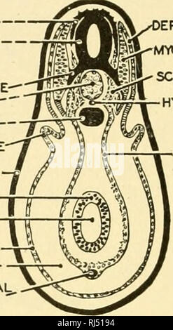 . Anatomie des chordés. Cordés ; anatomie, comparatif. CRMATOME ...