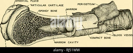 Schéma de Structure de l'os humain en bleu et noir Photo Stock - Alamy