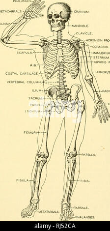 Squelette humain Xifoid processus Anatomie 3D Illustration Photo Stock ...