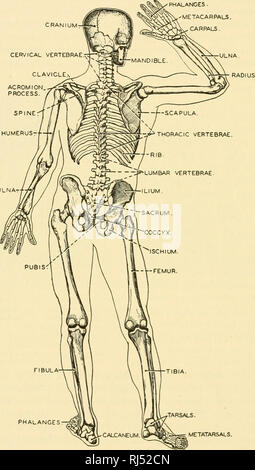 Squelette humain Xifoid processus Anatomie 3D Illustration Photo Stock ...