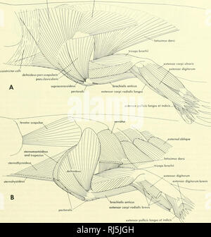 . La morphologie des chordés. La morphologie (animaux) ; Chordés ...