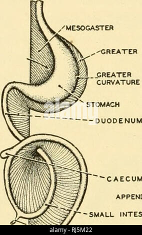 . L'anatomie comparée. Anatomie, comparatif. MESOGASTER , grand omentum ...