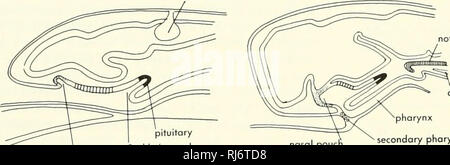 . La morphologie des chordés. La morphologie (animaux) ; Chordés ...